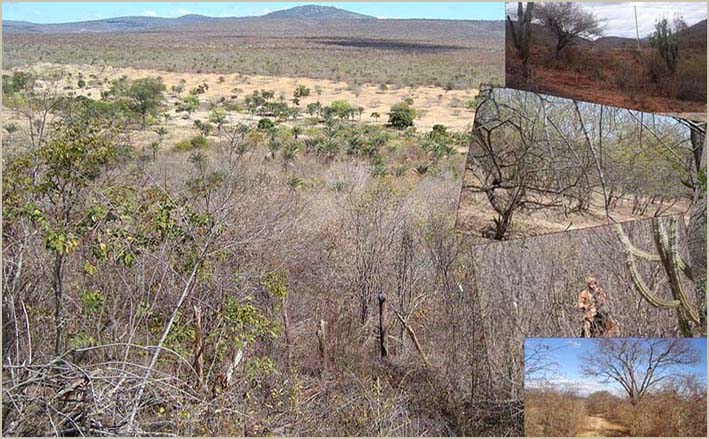 Tudo (ou quase tudo) que você precisa saber sobre a caatinga