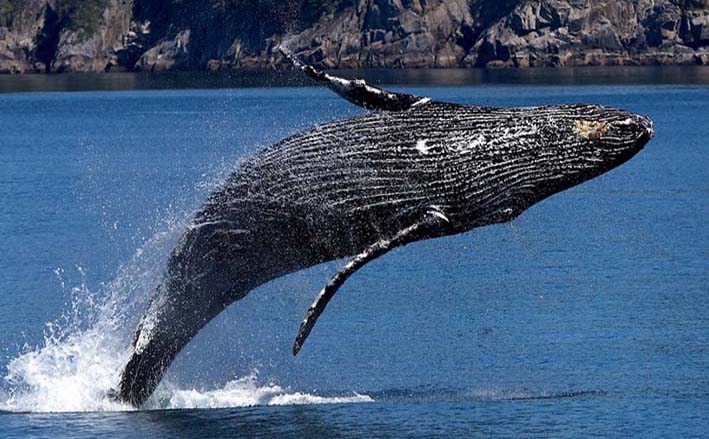 Descubra 18 proezas e feitos incríveis do reino animal